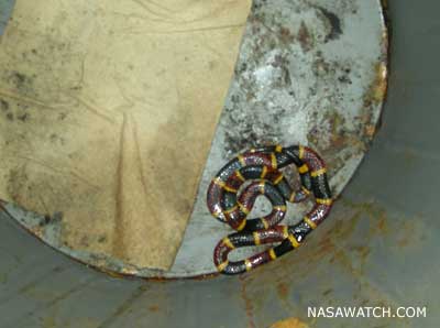 Snakes on a plane in MCC - NASA Watch