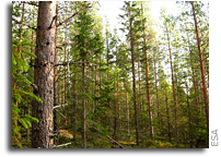 ESA leads the way to map boreal forest - SpaceRef