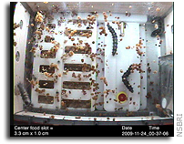 Butterflies On Orbit - NASA Watch