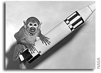 NASA Monkey Irradiation Experiments Continue To Draw Criticism - NASA Watch