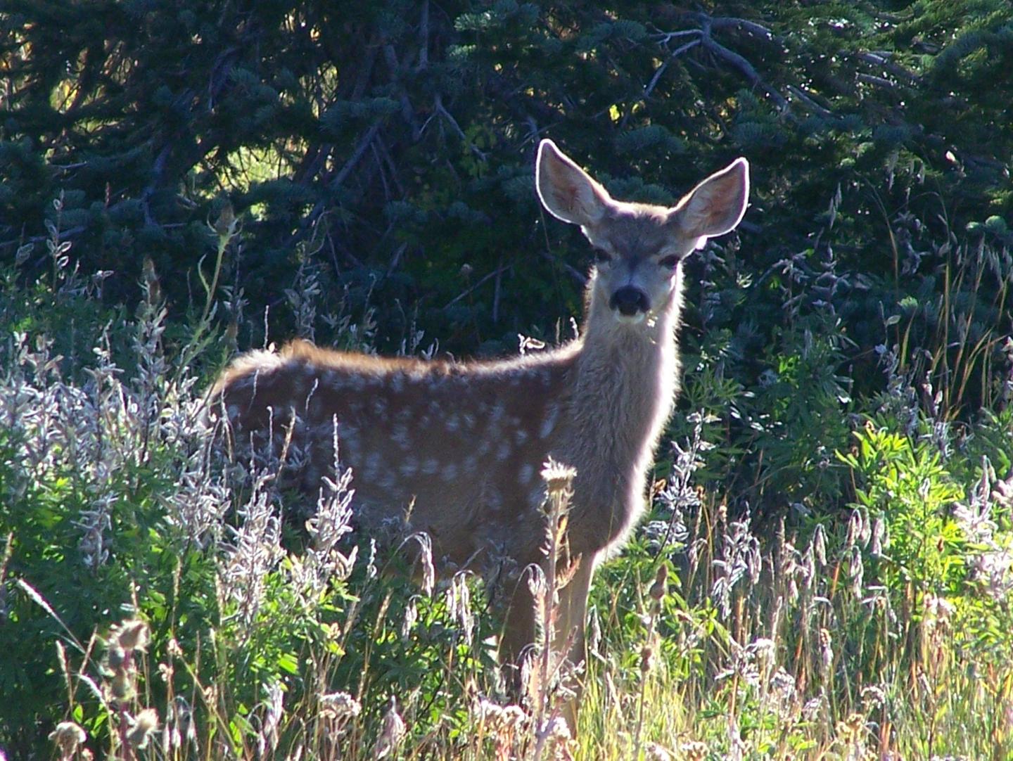 Tracking deer by NASA satellite - SpaceNews