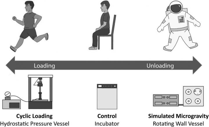 Study finds that gravity, 'mechanical loading' are key to cartilage ...